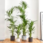Kentia Palm Tree Growing Indoors: Complete Care and Growing Guide ...