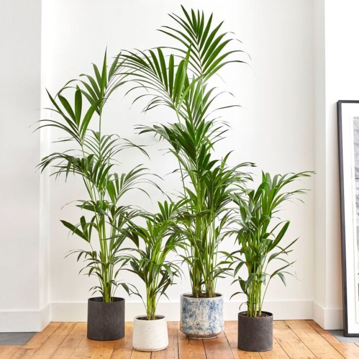 Kentia Palm Tree Growing Indoors: Complete Care and Growing Guide ...