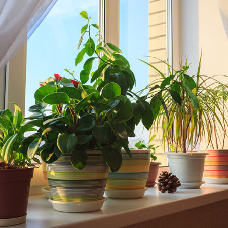 10 Rare Plants WORTH Every Penny | Uncommon Houseplants