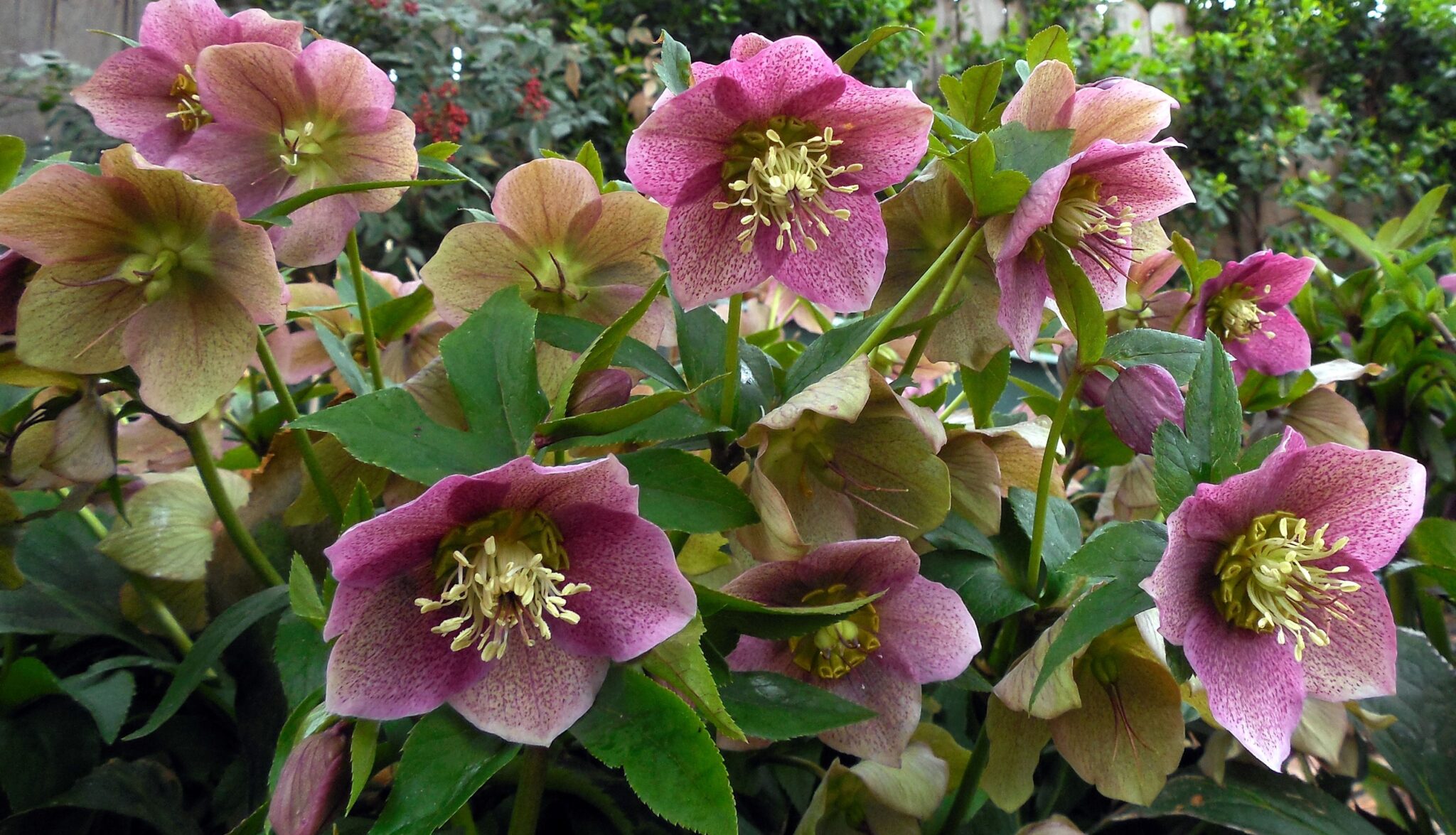 Hellebore Flowers: The Winter-Blooming Beauties of the Garden ...